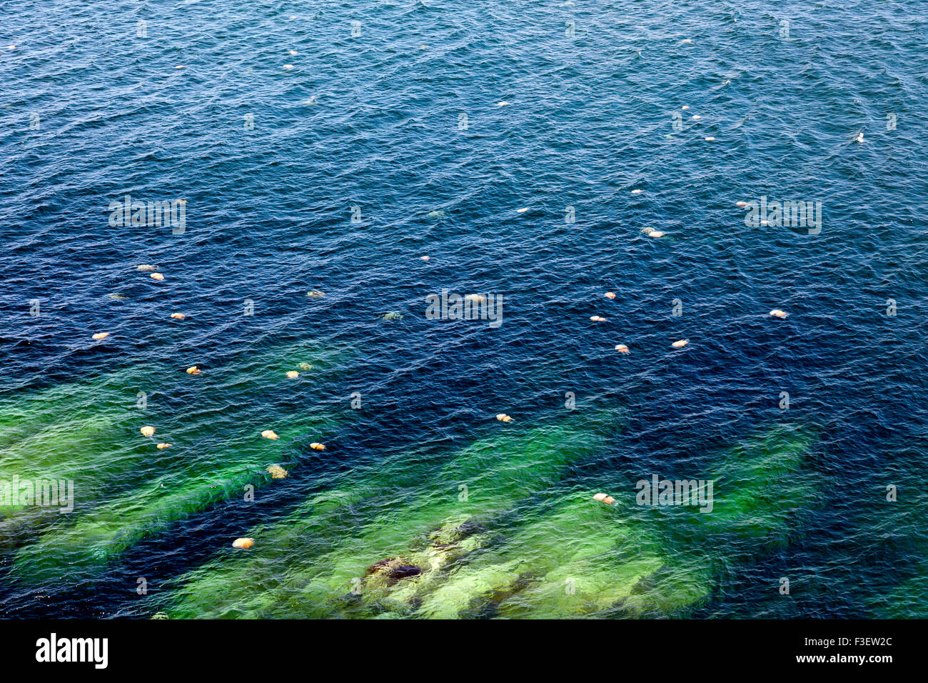 A shoal of jellyfish in Manorbier Bay in the Pembrokeshire Coast ...