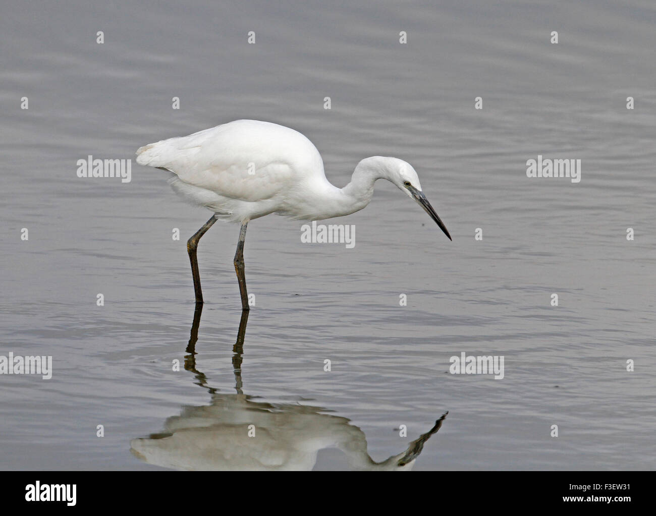 Little Egret (Egretta garzetta Stock Photo - Alamy