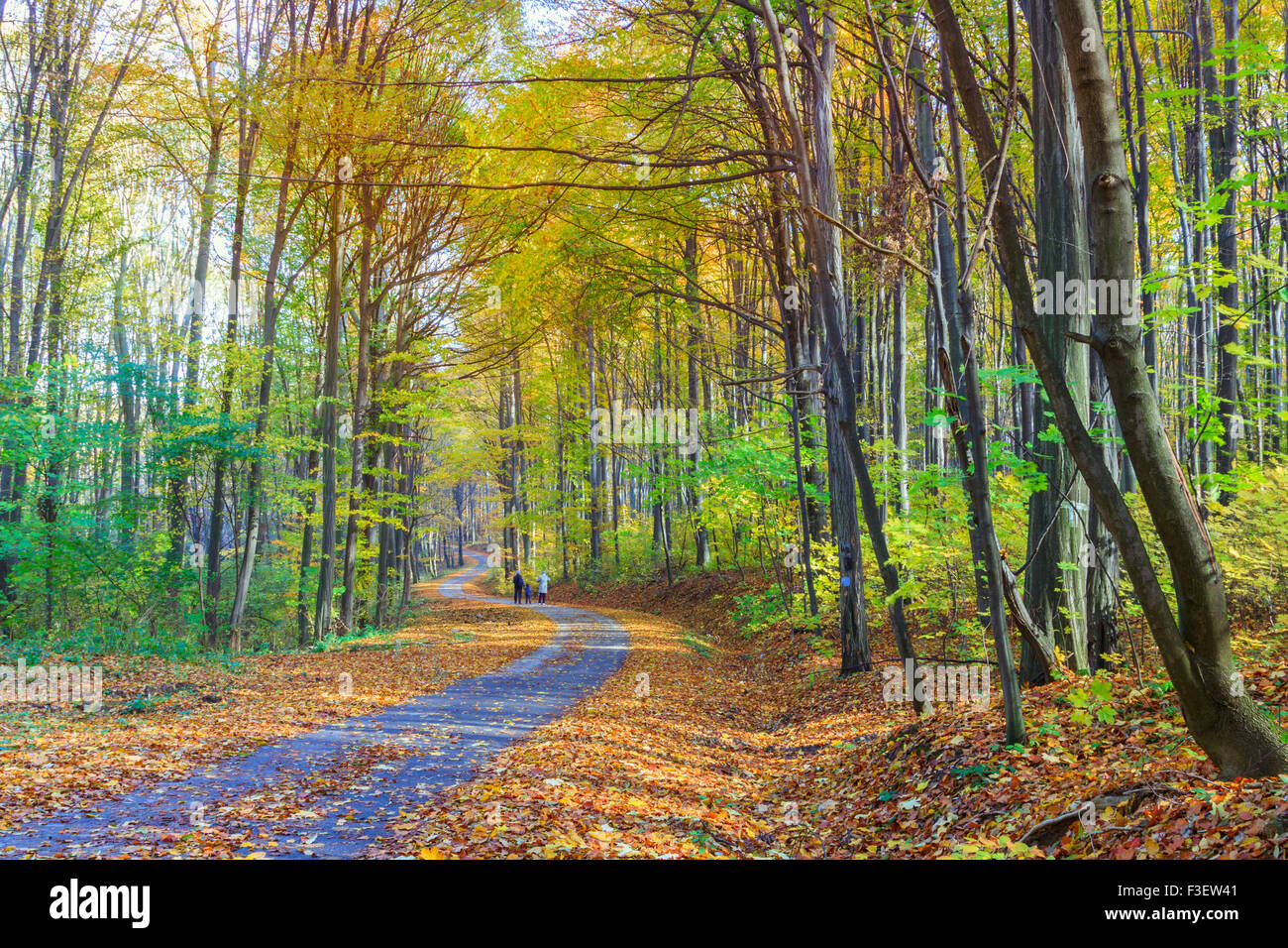 Footpath winding through colorful forest in Hungary Stock Photo - Alamy
