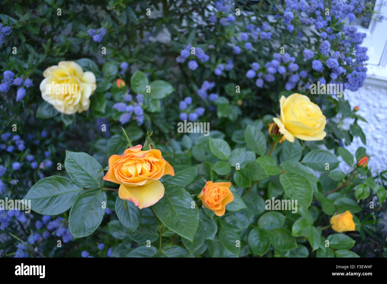 Tangerine dream hi-res stock photography and images - Alamy