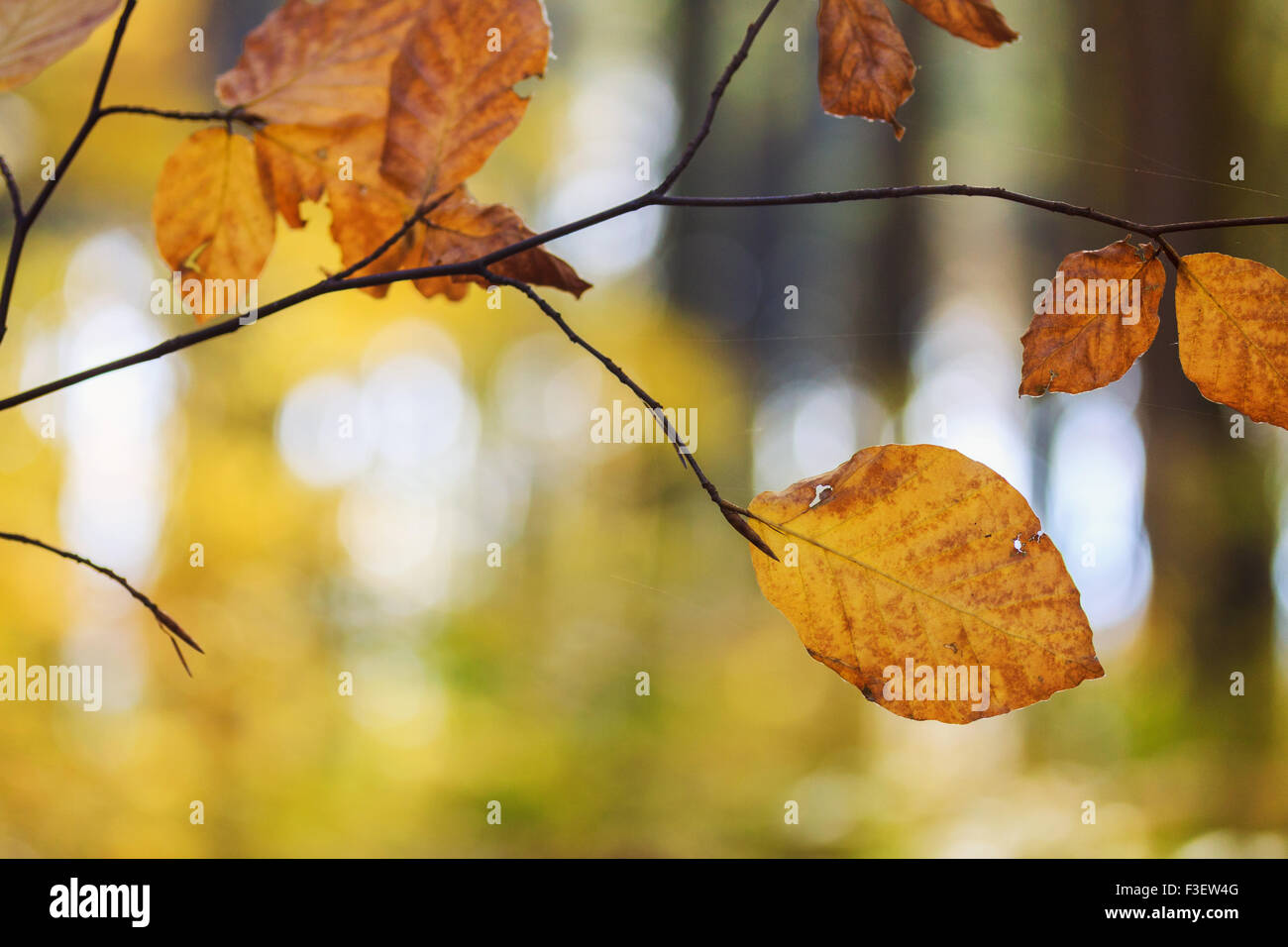 Autumn leaves, very shallow focus Stock Photo - Alamy