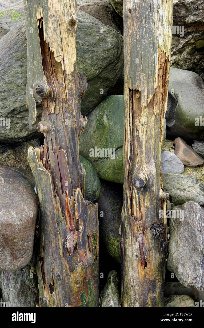 Decaying stumps hi-res stock photography and images - Alamy