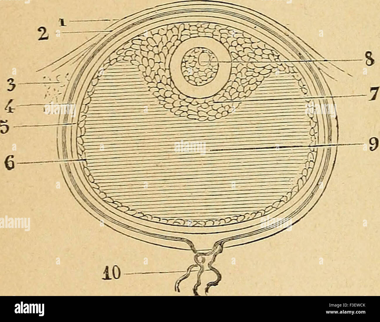 Eléments d'anatomie et de physiologie génitale et obstétricale ...