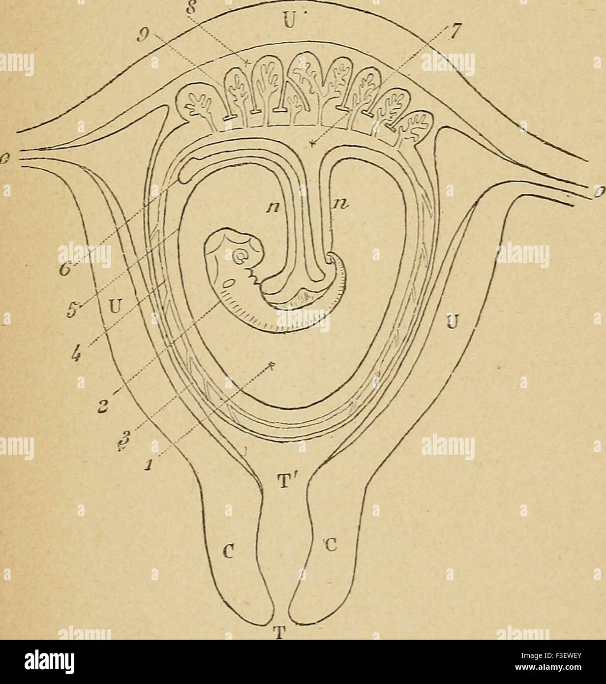 Eléments d'anatomie et de physiologie génitale et obstétricale ...
