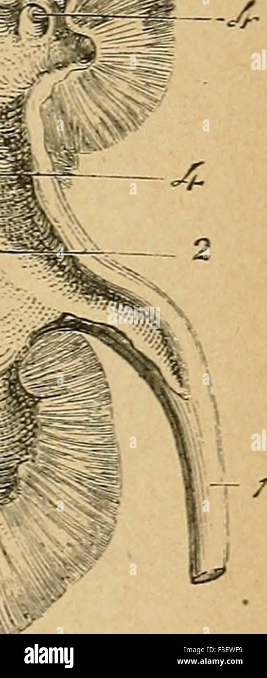 Eléments d'anatomie et de physiologie génitale et obstétricale ...