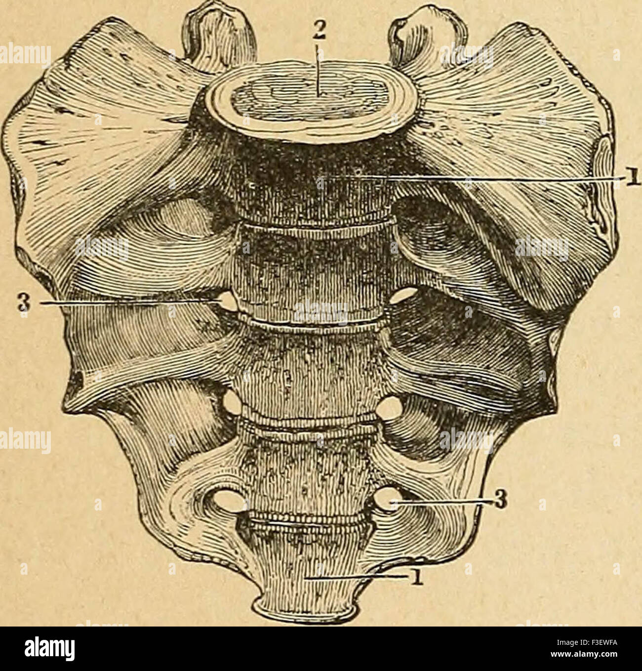 Eléments d'anatomie et de physiologie génitale et obstétricale ...