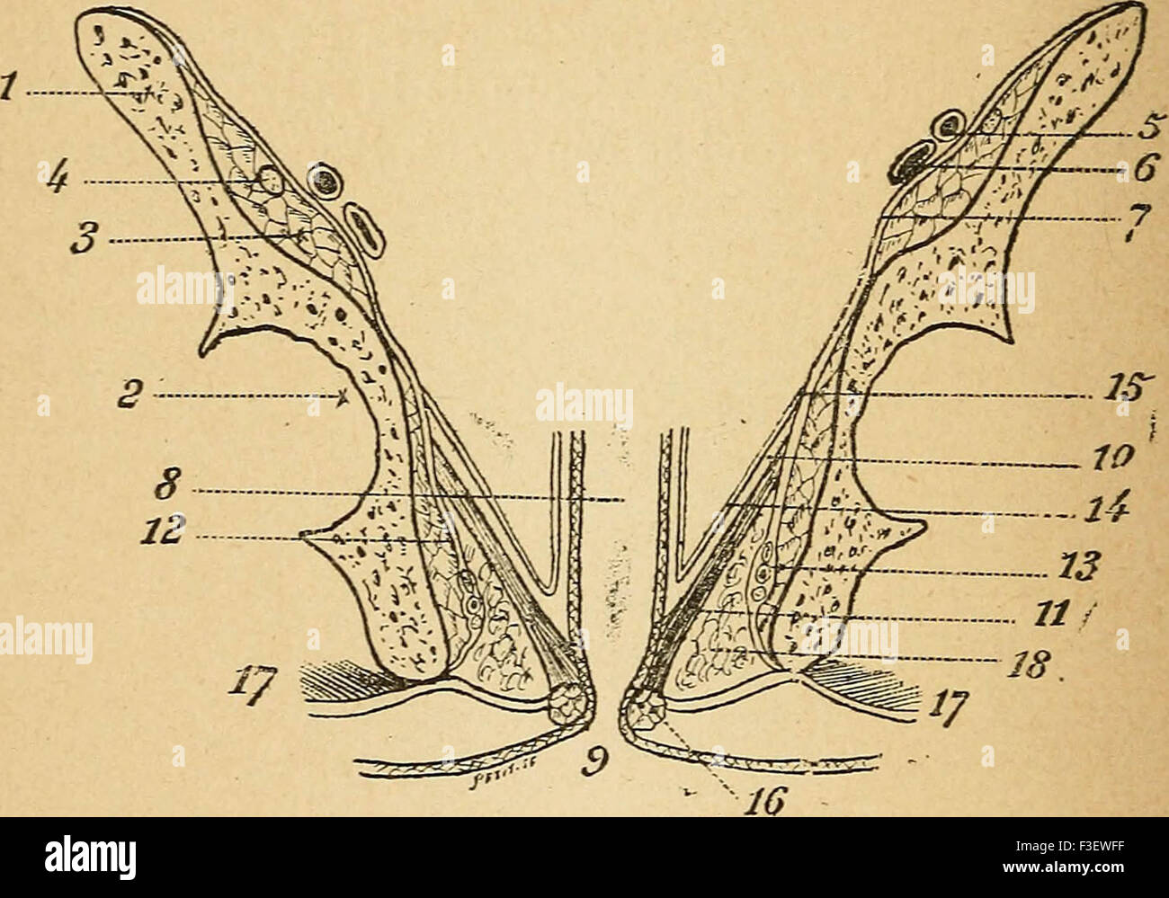 Eléments d'anatomie et de physiologie génitale et obstétricale ...