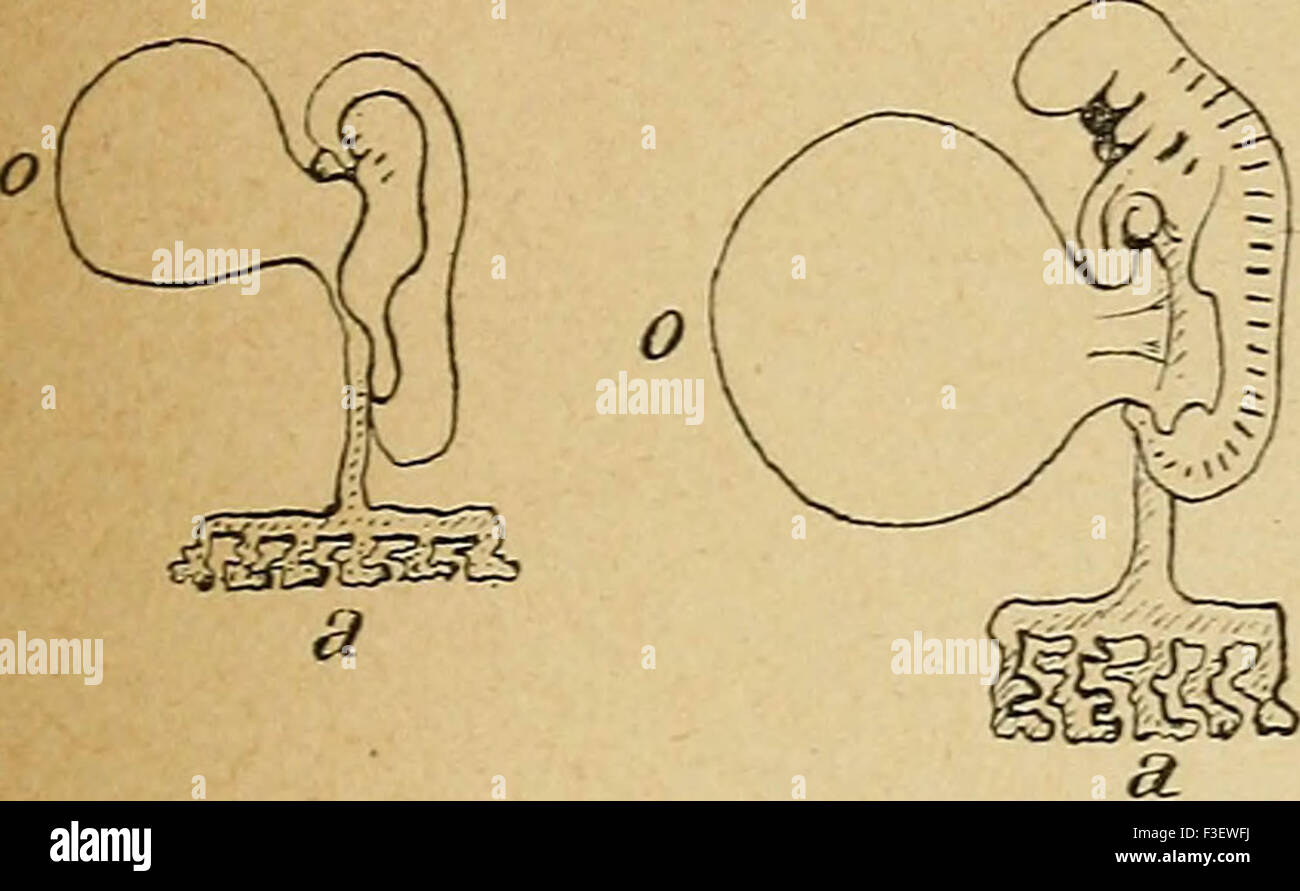 Eléments d'anatomie et de physiologie génitale et obstétricale ...