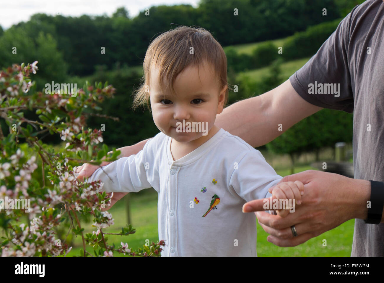 Father helping 18 month old baby daughter to walk hi-res stock ...
