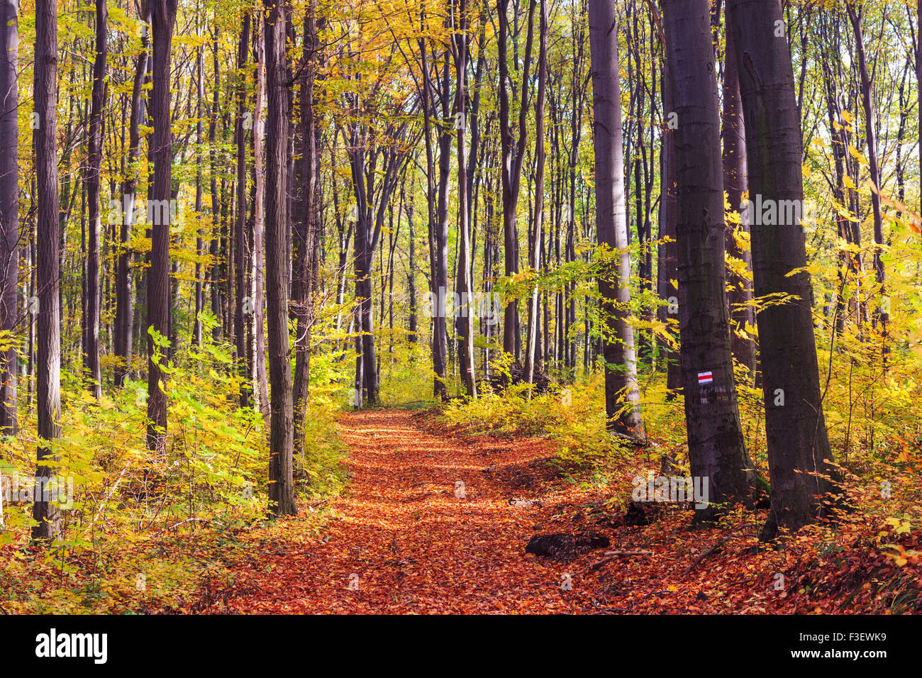 Footpath winding through colorful forest in Hungary Stock Photo - Alamy