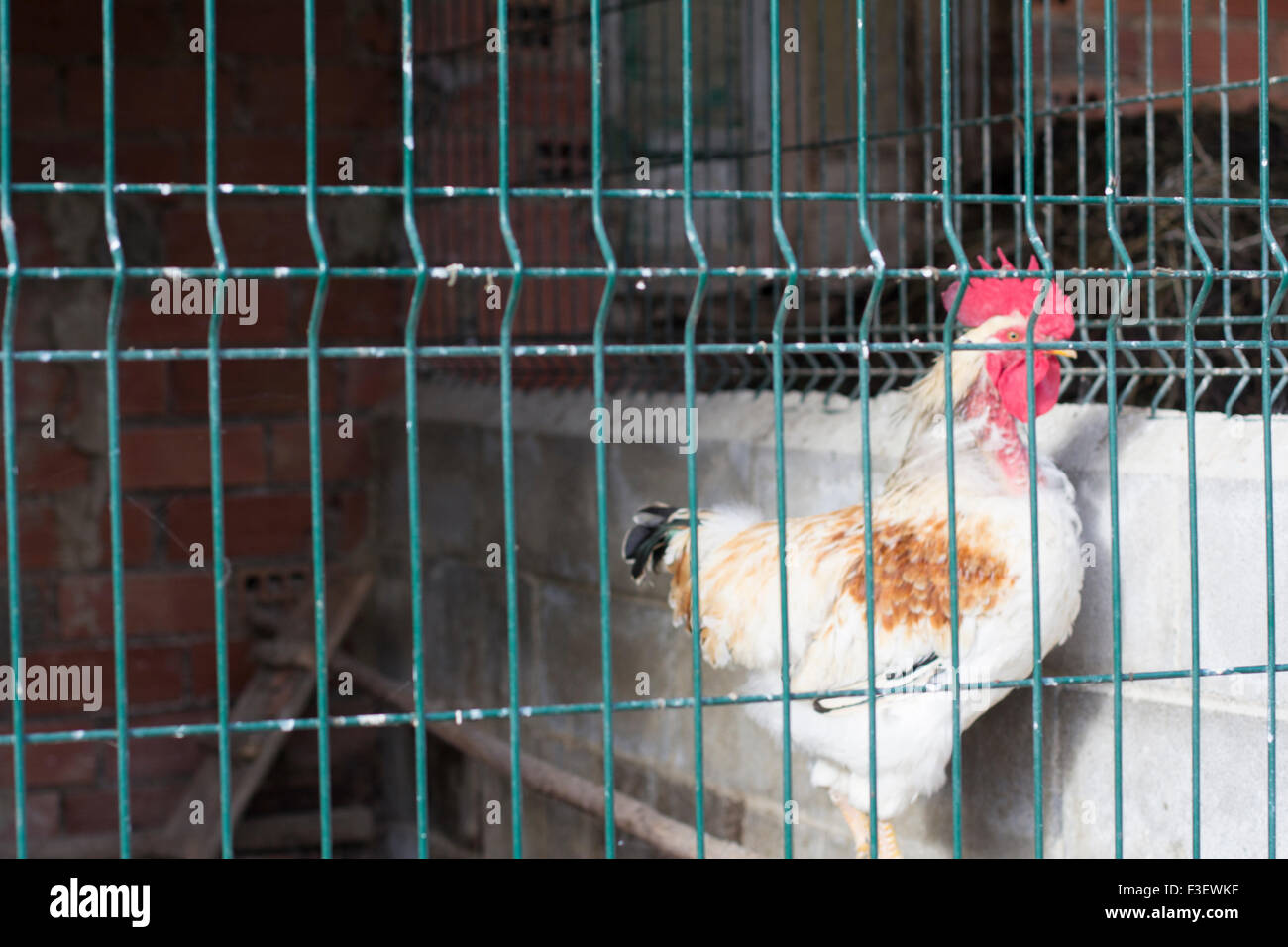 Rooster In A Cage High Resolution Stock Photography and Images - Alamy