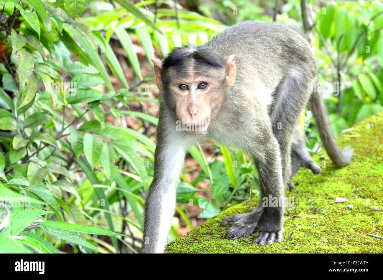 Monkey in the wild Stock Photo - Alamy