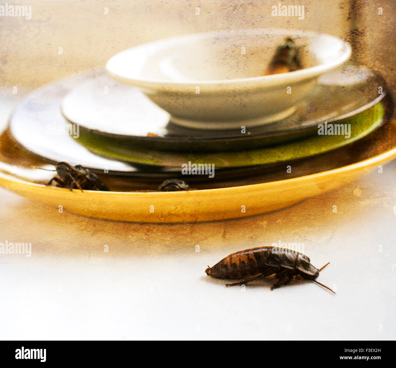 dirty kitchen pile of filthy dishes infested with roaches Stock Photo ...