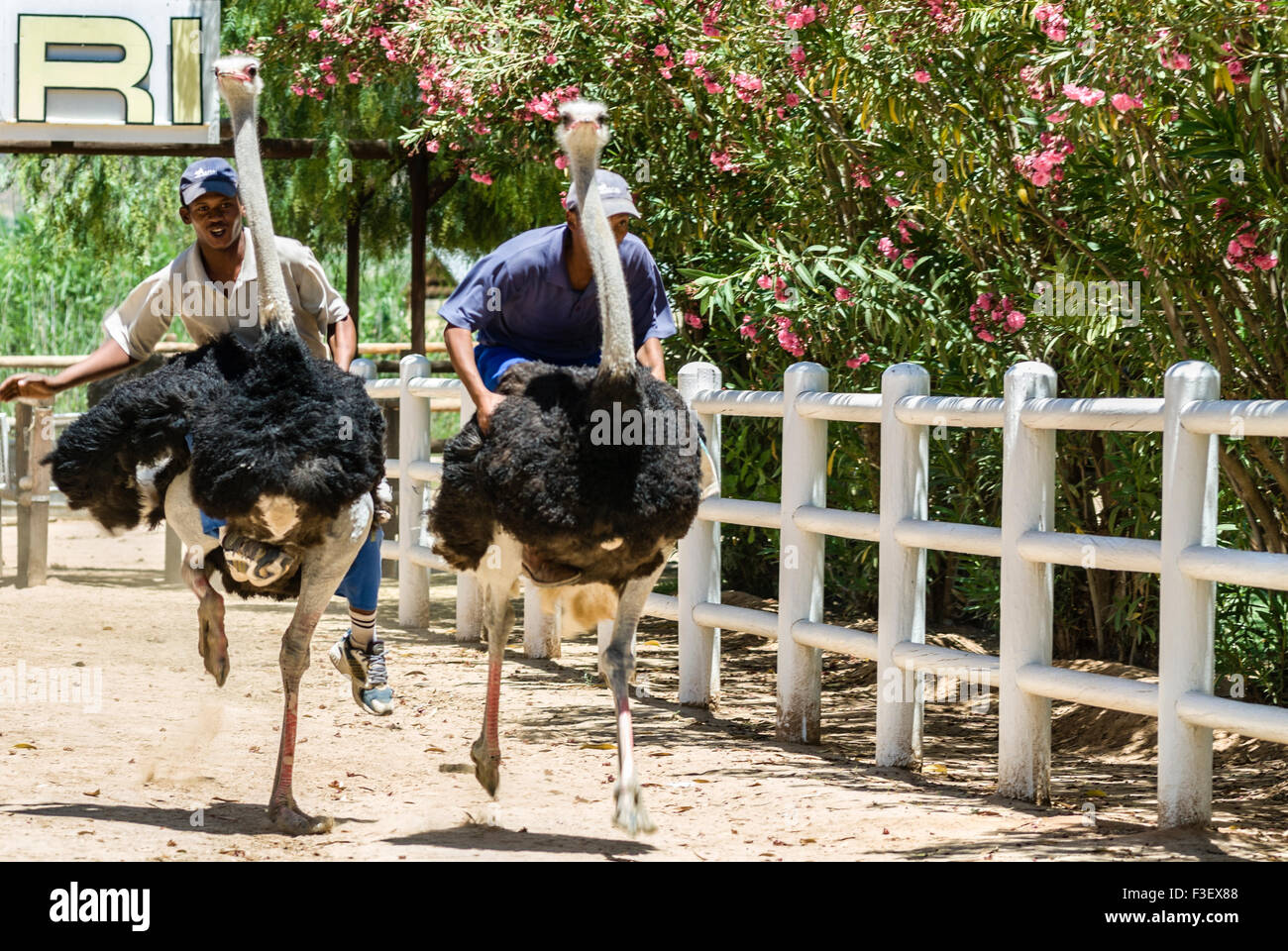 Man ostrich farm hi-res stock photography and images - Alamy