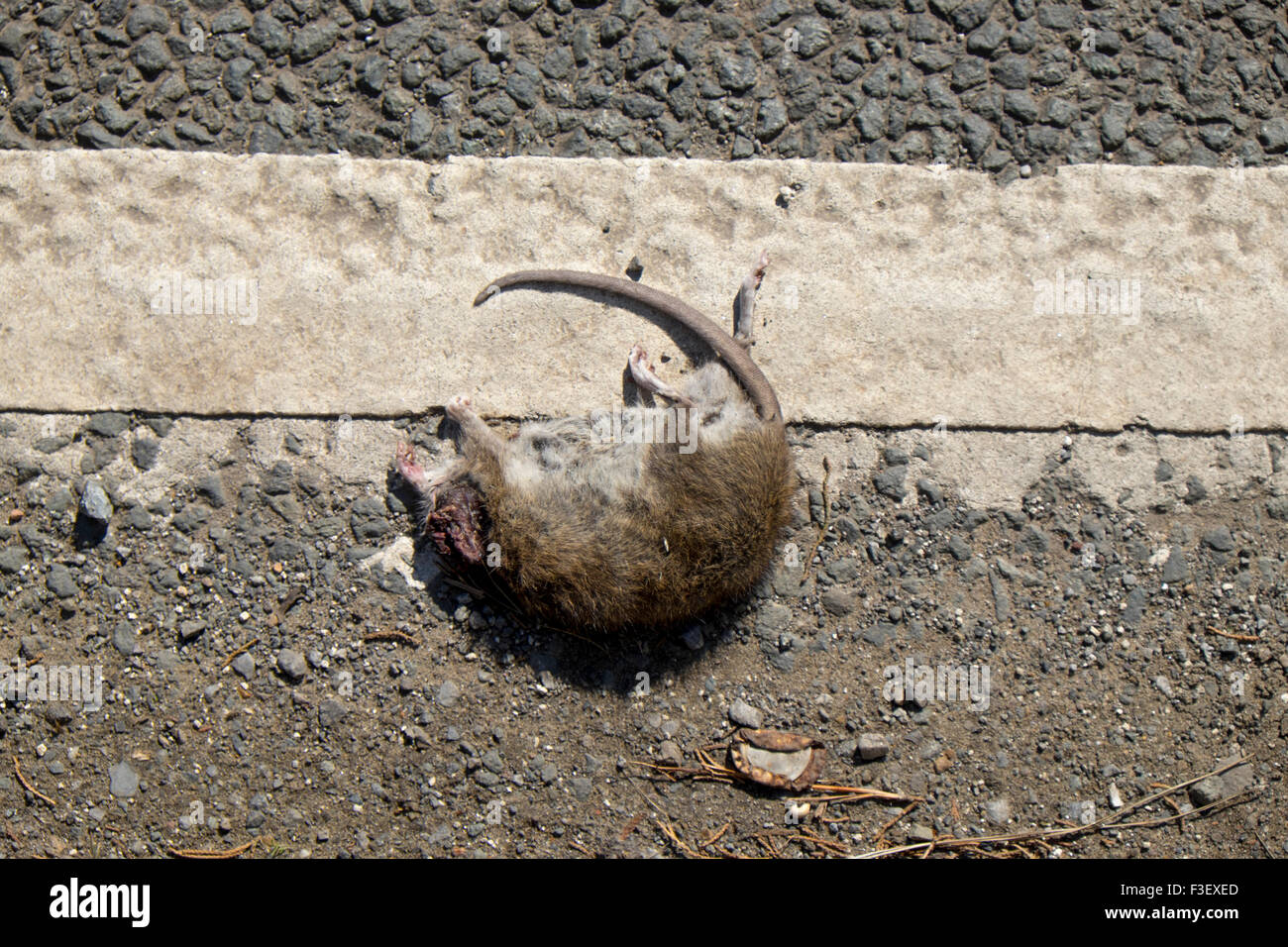 Brown rat dead hi-res stock photography and images - Alamy