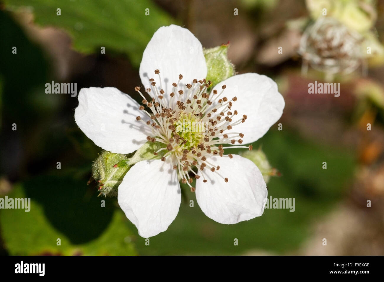 Bramble flower, showing sepal, anthers and petals, Norfolk, England ...