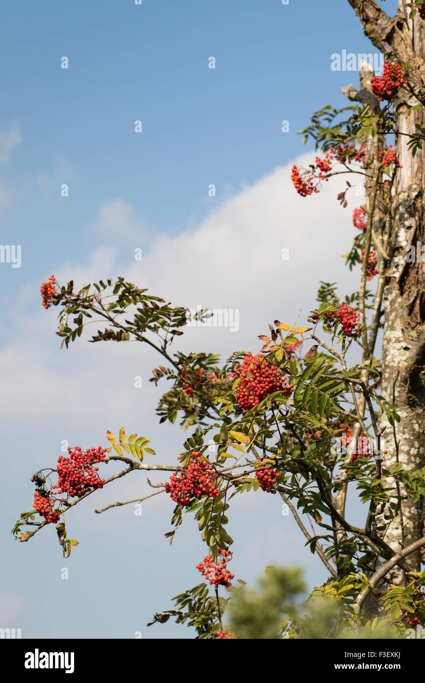 Rowan tree hi-res stock photography and images - Alamy