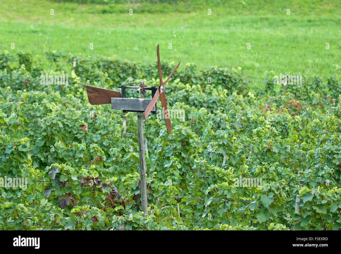 Bird rattle hi-res stock photography and images - Alamy