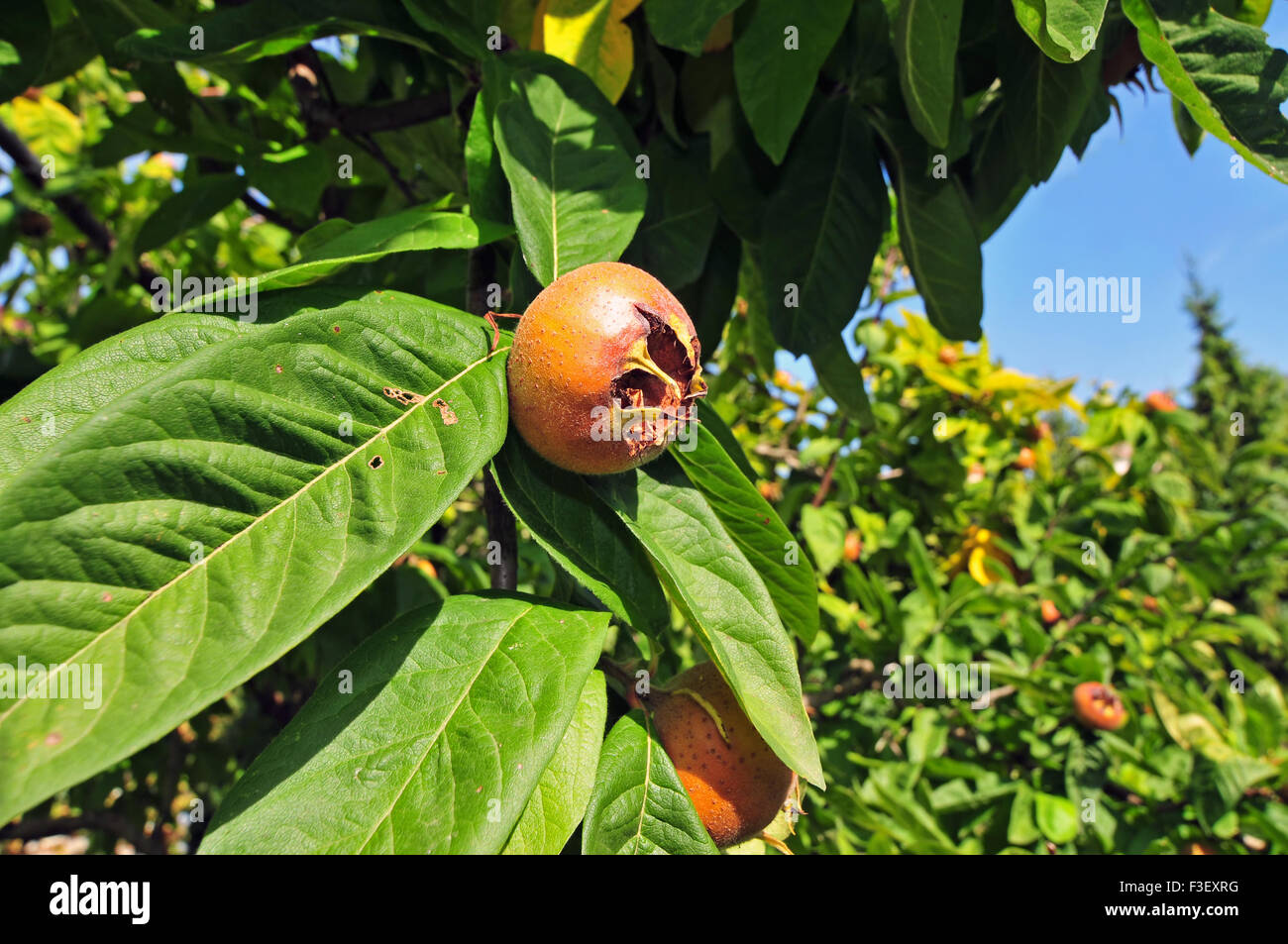 Common medlar hi-res stock photography and images - Alamy