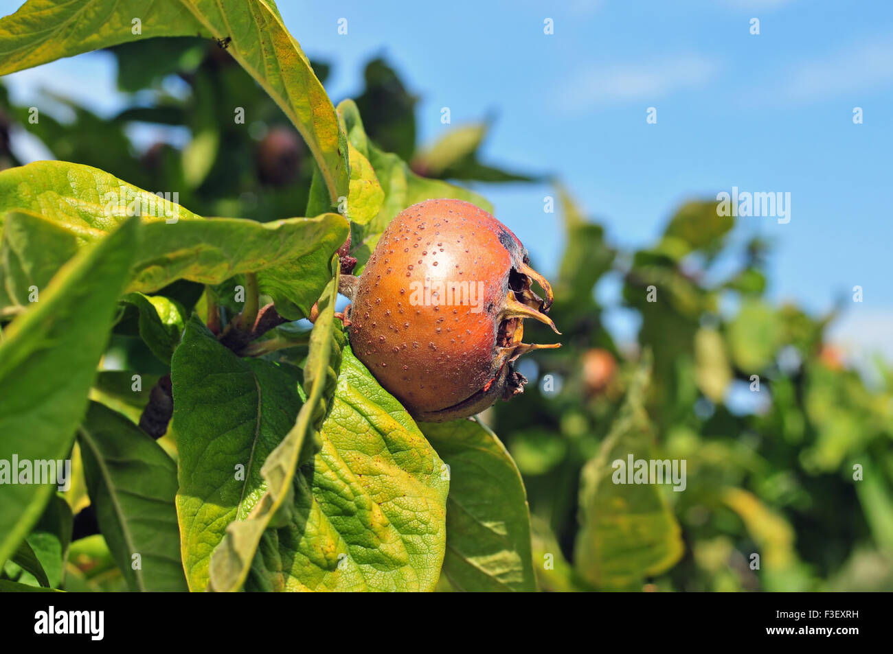 Medlar hi-res stock photography and images - Alamy