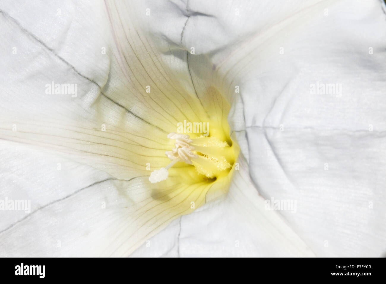 Field bindweed or common bindweed, flower, Norfolk, England Stock Photo ...