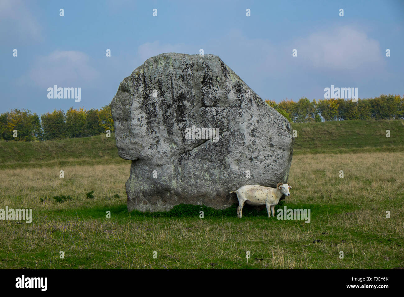 Sheep near standing stone, Ancient stone circle, Avebury, Marlborough ...