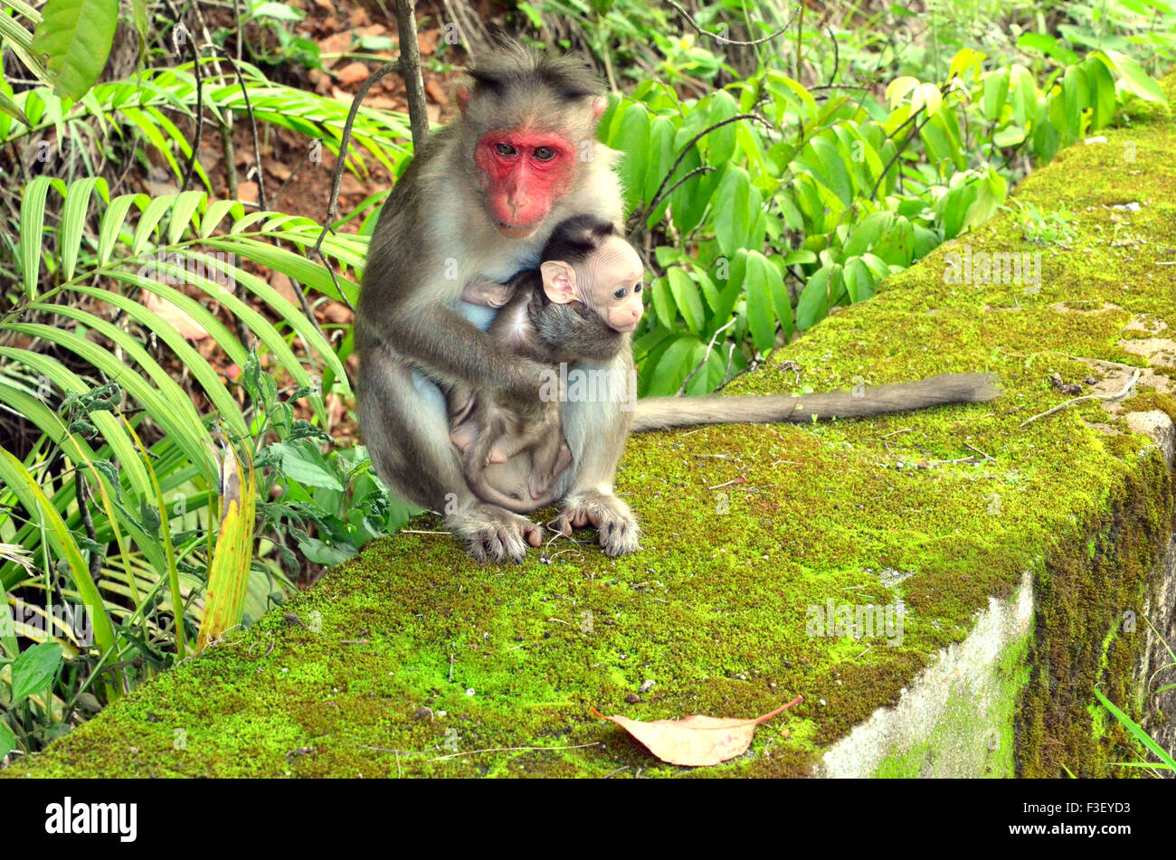 Baby vervet monkeys hand hi-res stock photography and images - Alamy