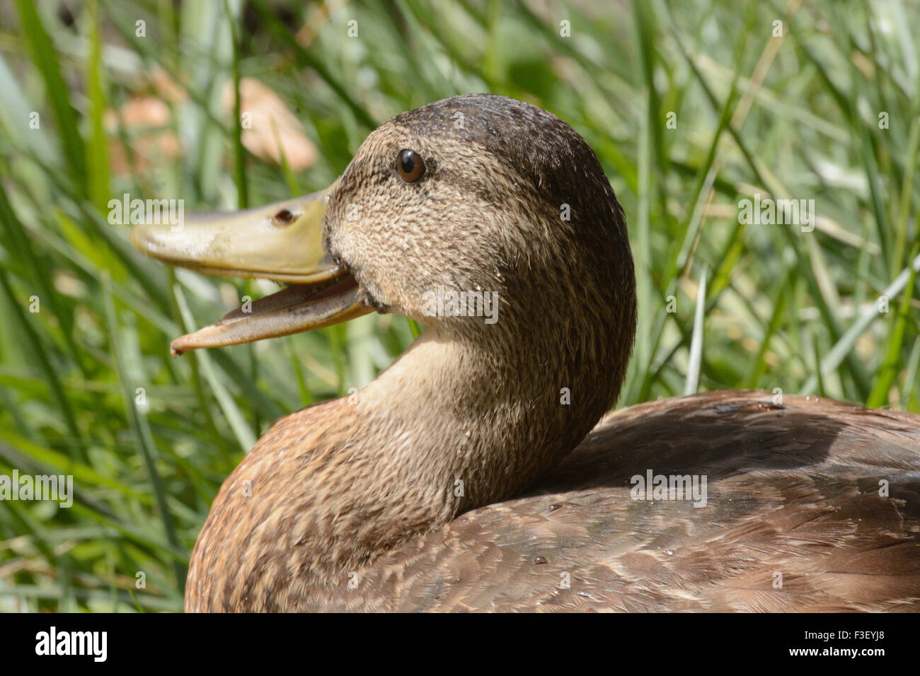 Molting duck hi-res stock photography and images - Alamy