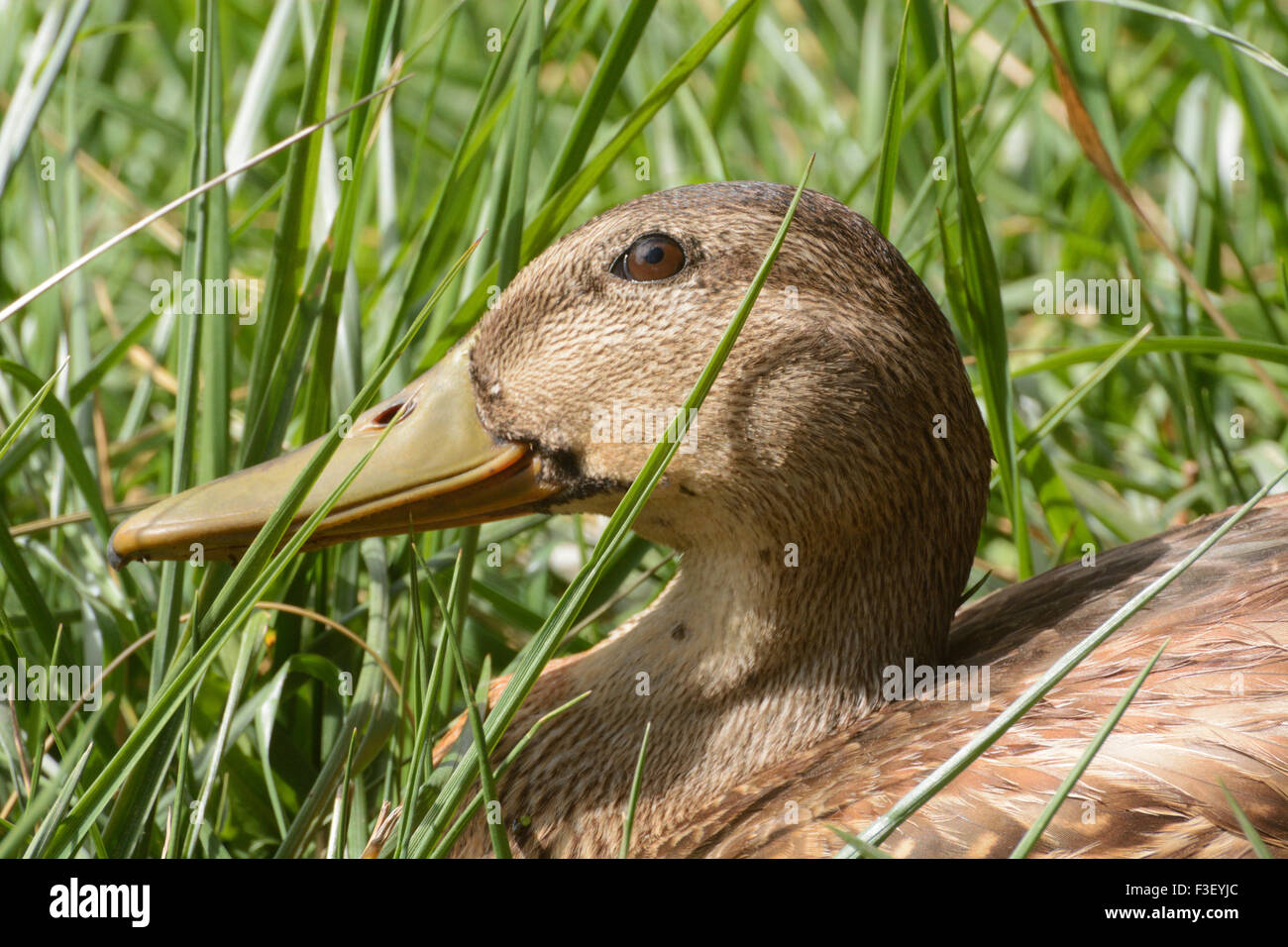 Eye looking upward hi-res stock photography and images - Alamy