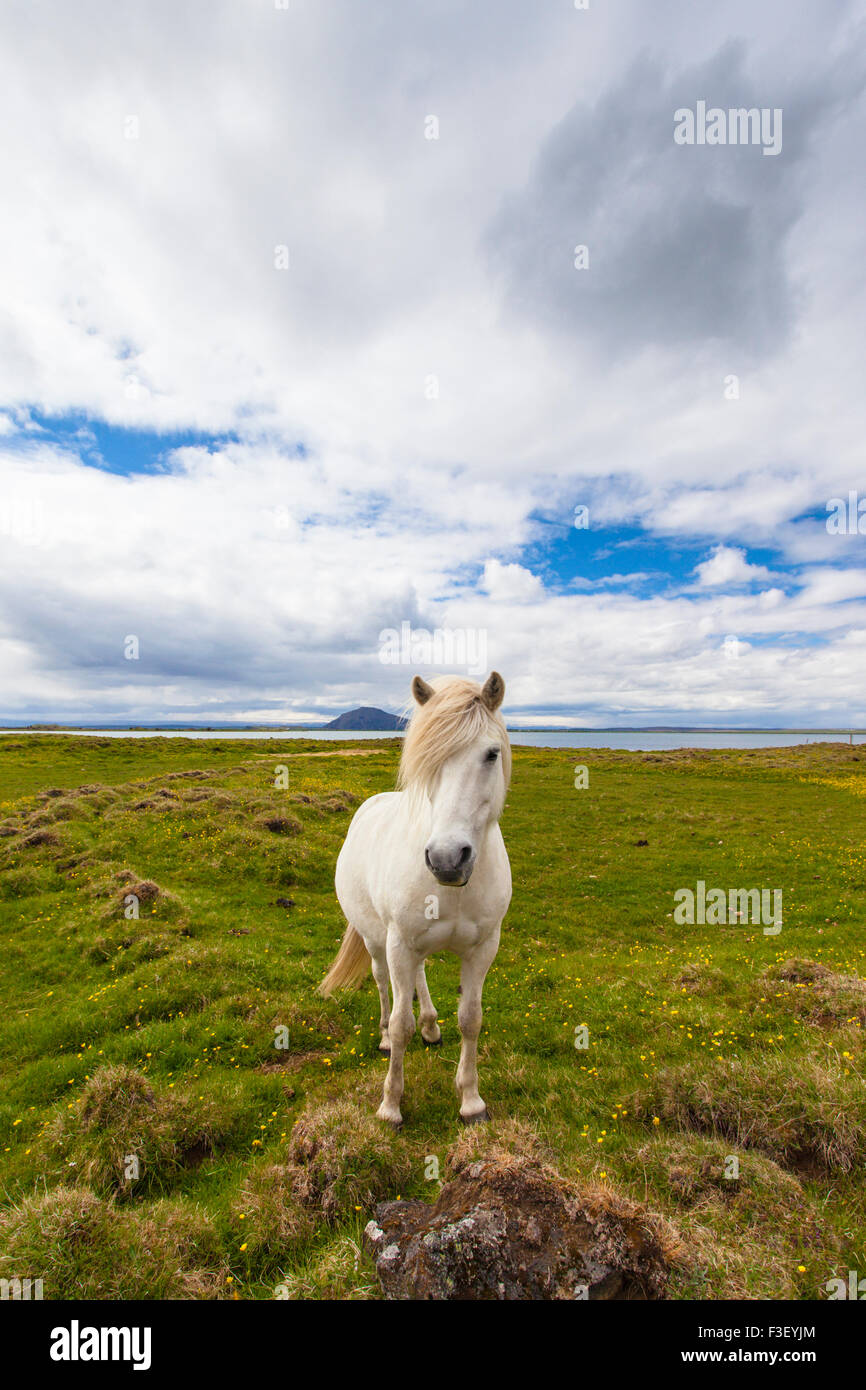 Islandpferde hi-res stock photography and images - Alamy