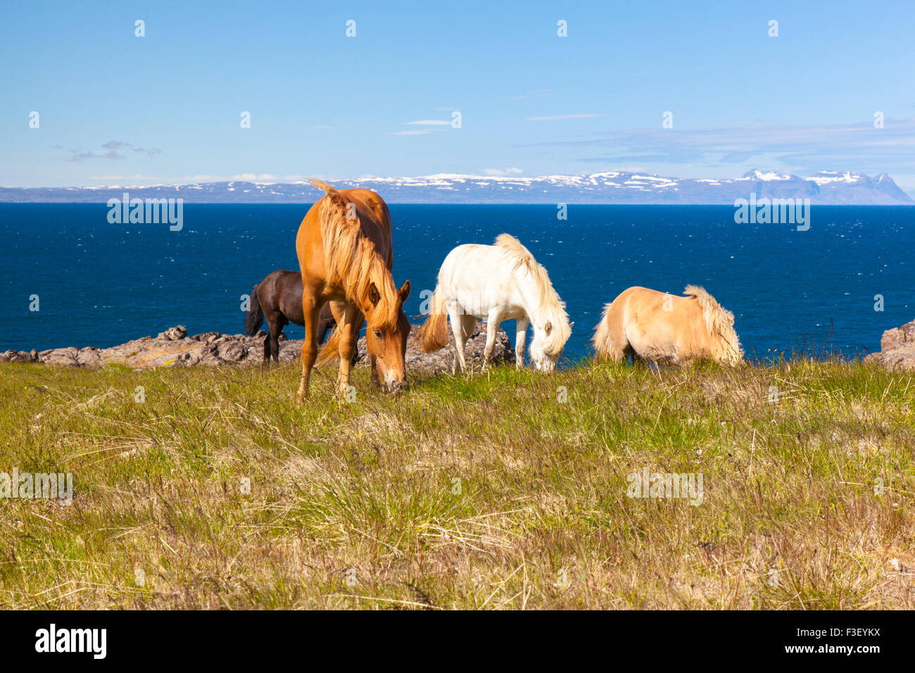 Islandpferde horses hi-res stock photography and images - Alamy