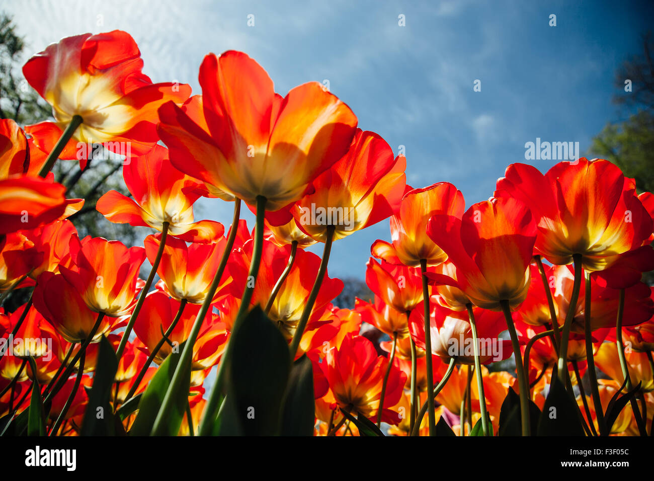 Open tulips hi-res stock photography and images - Alamy