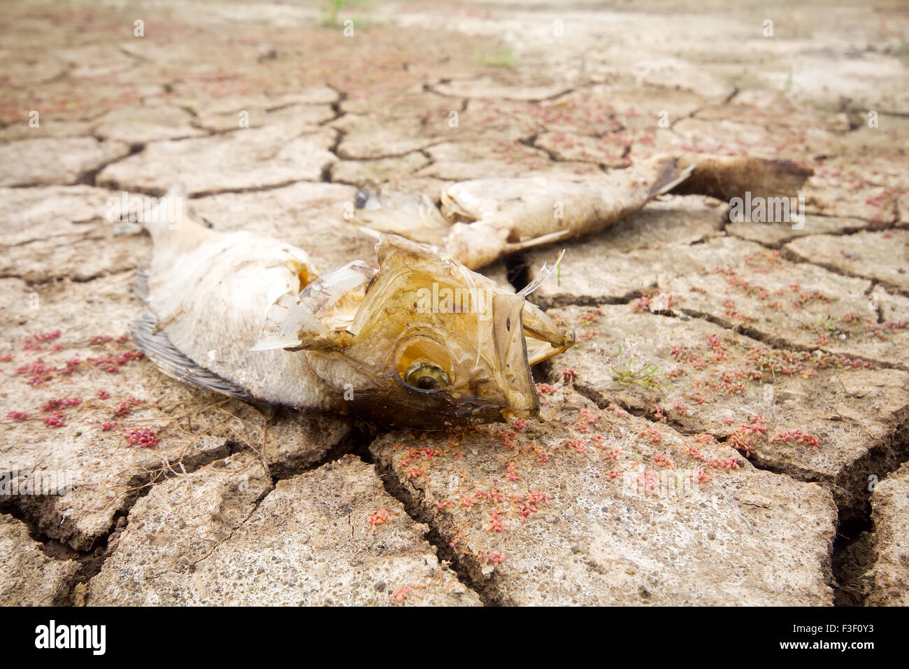 Perishes hi-res stock photography and images - Alamy