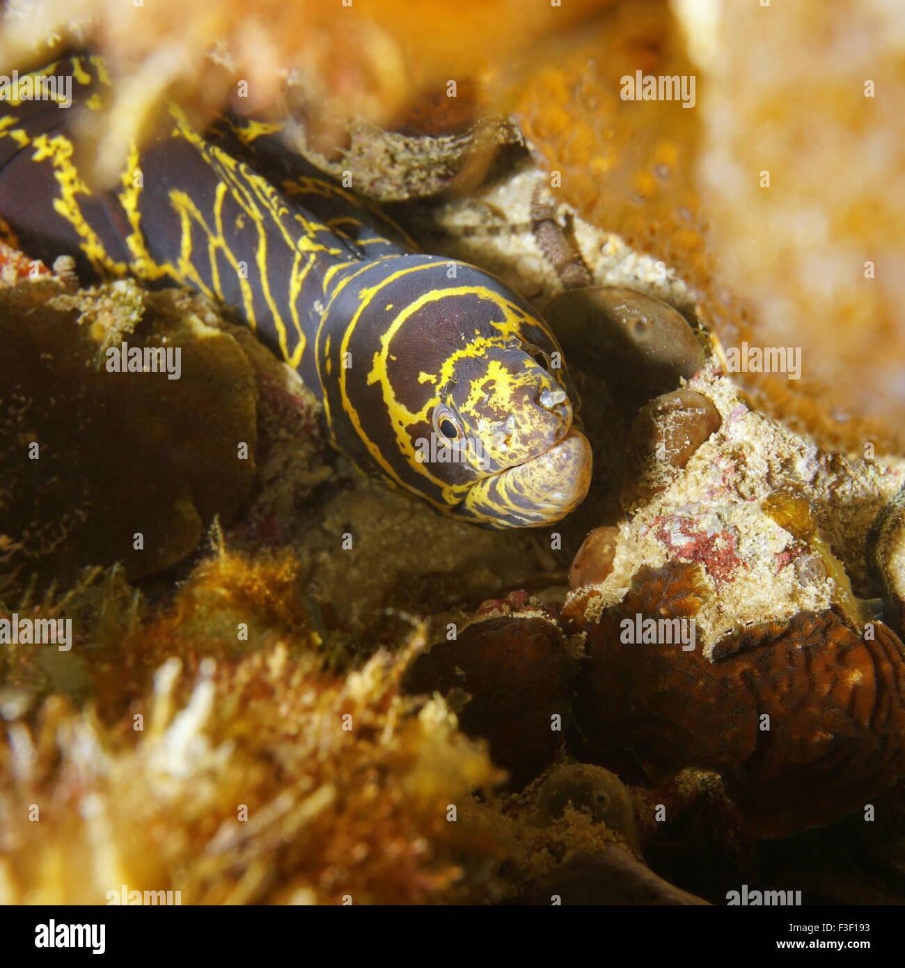 Underwater marine life, chain moray eel, Echidna catenata, Caribbean ...