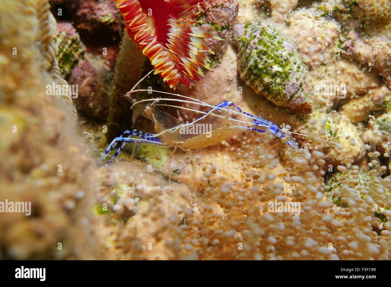 Pederson cleaner shrimp, Ancylomenes pedersoni, small transparent ...