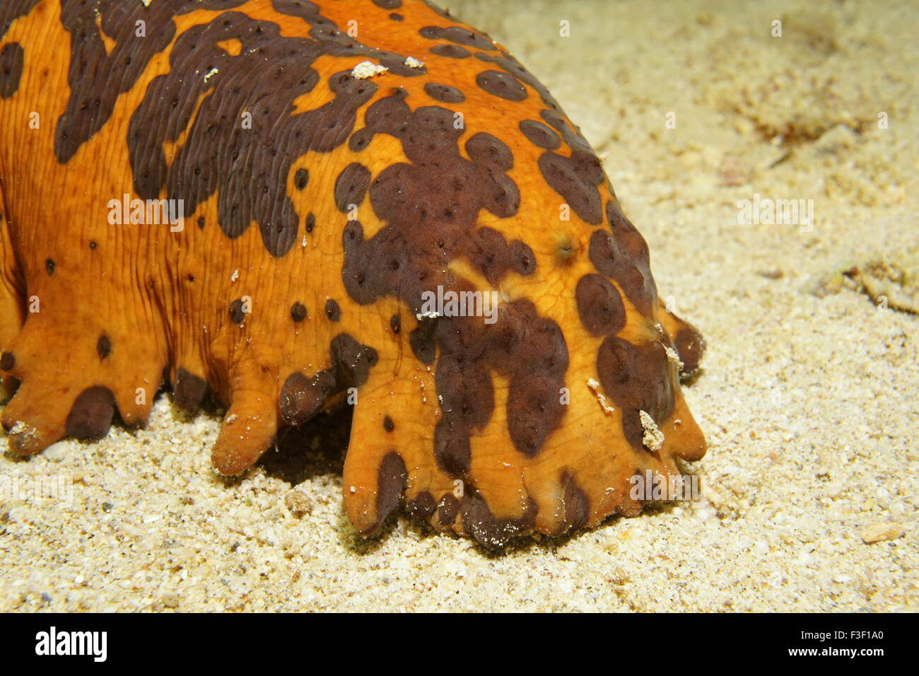Close up of head of three-rowed sea cucumber underwater on the seafloor ...