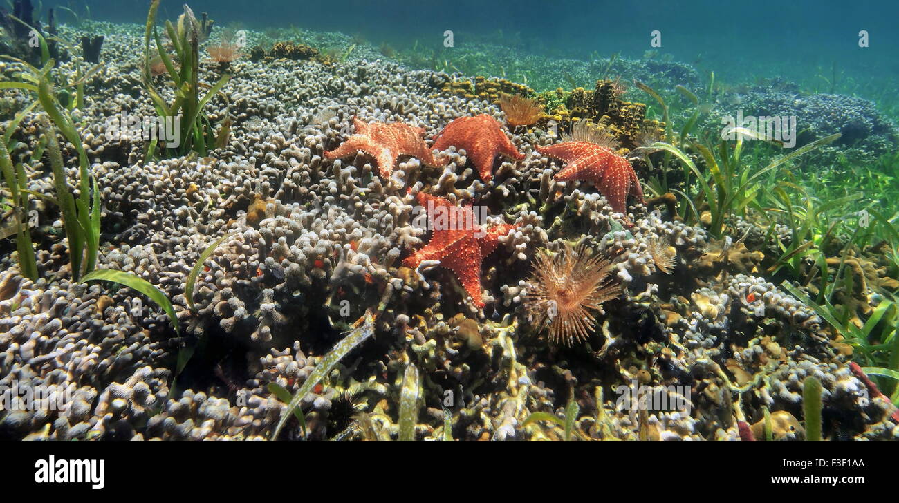 Underwater panorama of a shallow coral reef with starfish and colonies ...