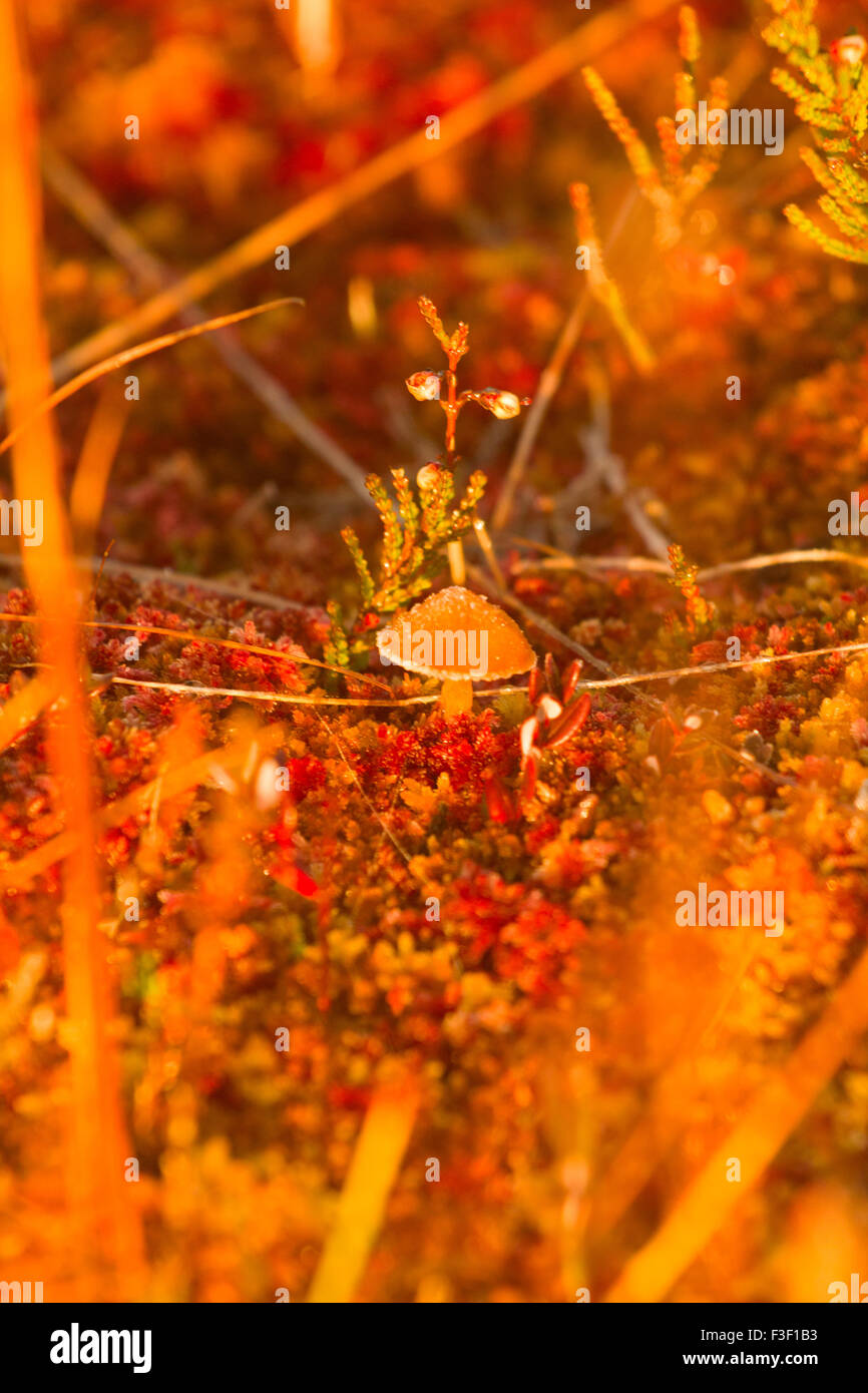 magic bog with a beautiful mushroom Stock Photo - Alamy