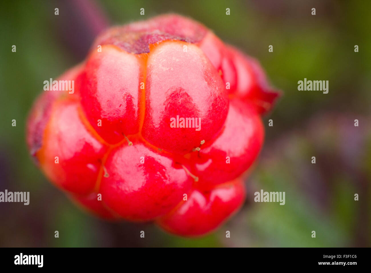 Arctic prairie plants - backgrounds of polar bald mountain macro ...
