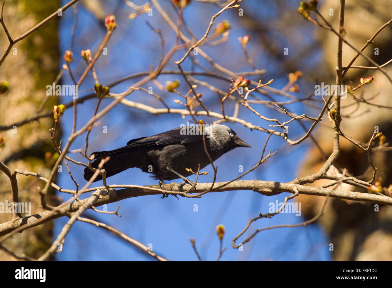 black bird sits on a tree in park Stock Photo - Alamy