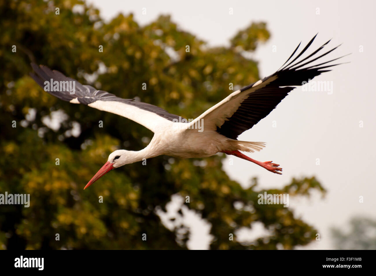 Stork in Flight - Poland Stock Photo - Alamy