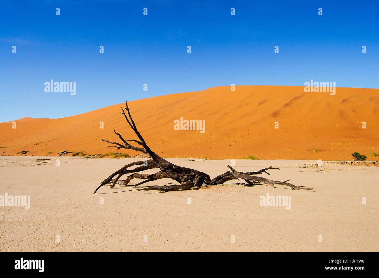 Dead Tree - Sossusvlei - Namibia Stock Photo - Alamy