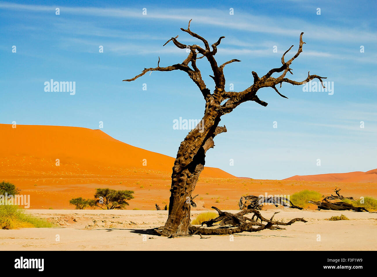 Dead Tree - Sossusvlei - Namibia Stock Photo - Alamy