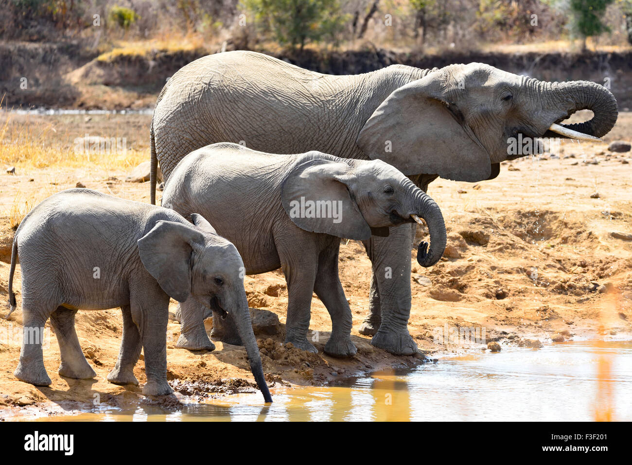 Leading by example! Stock Photo - Alamy