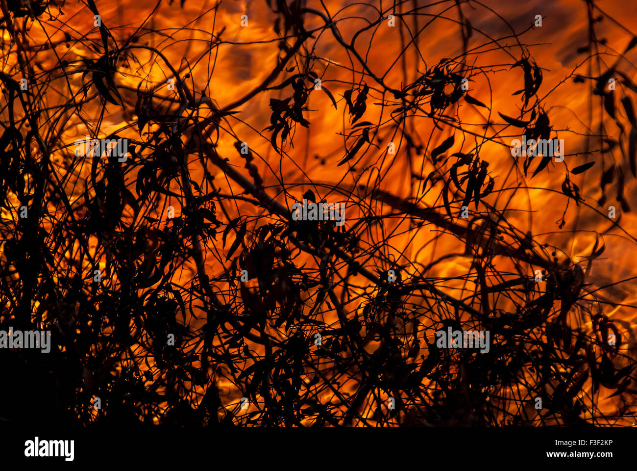 Wild fire burning leaves with branches in the foreground Stock Photo ...