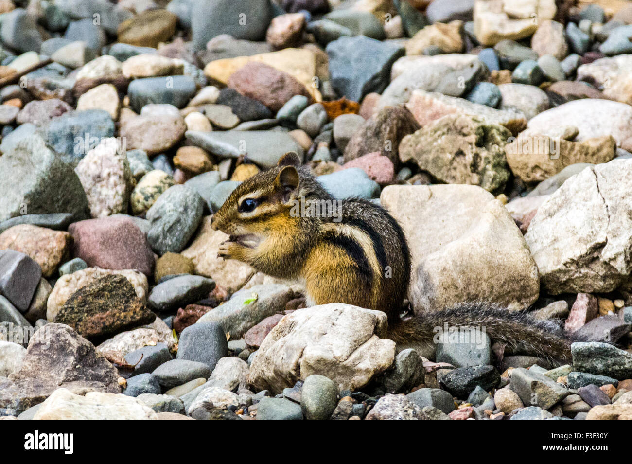 A chipmunk is in the rocks of a stream bed Stock Photo - Alamy