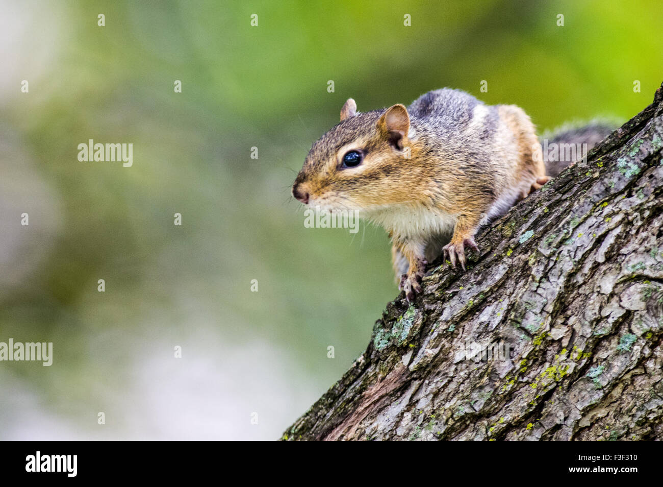 A chipmunk looks out from a tree Stock Photo - Alamy