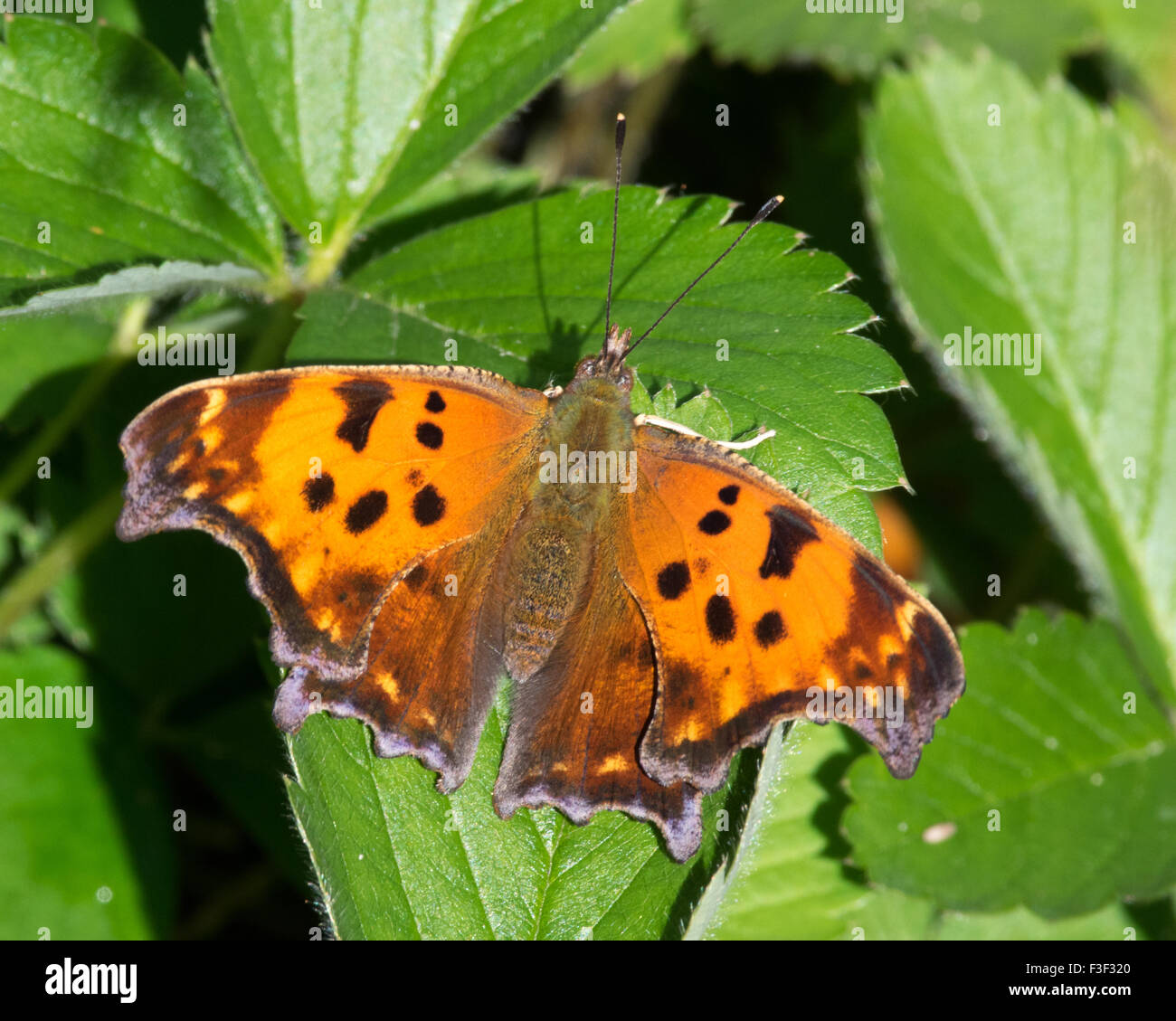 Eastern Comma Butterfly Stock Photo - Alamy