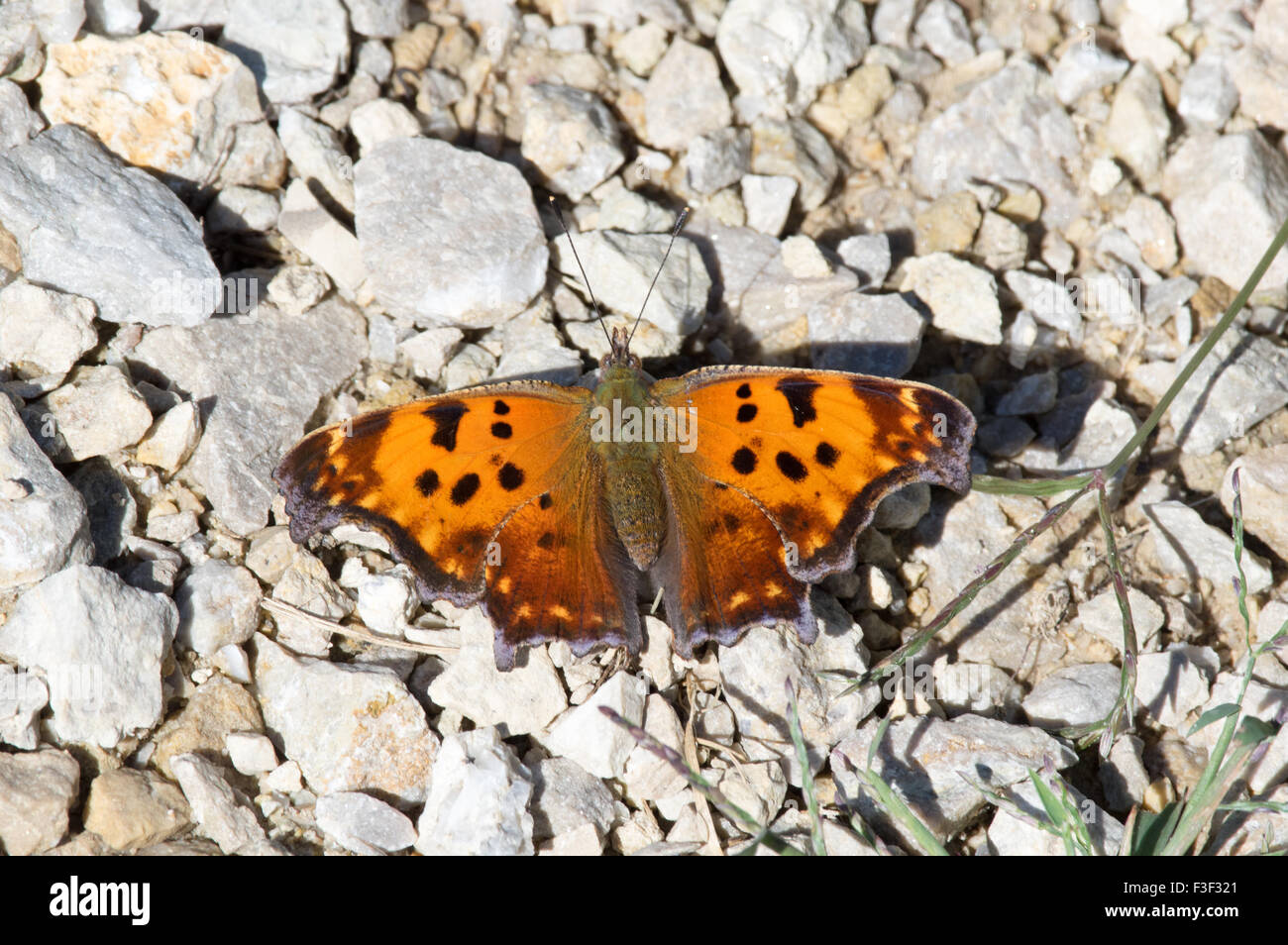 Eastern Comma Butterfly Stock Photo - Alamy