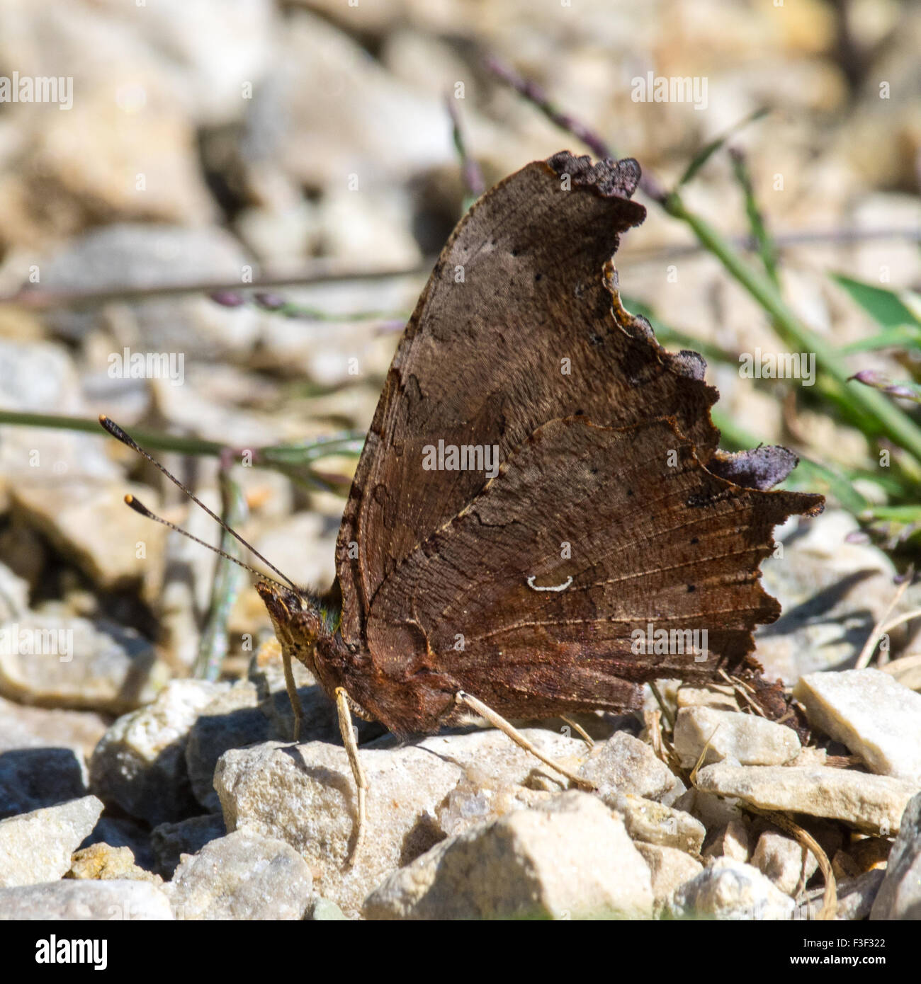 Eastern Comma Butterfly Stock Photo - Alamy